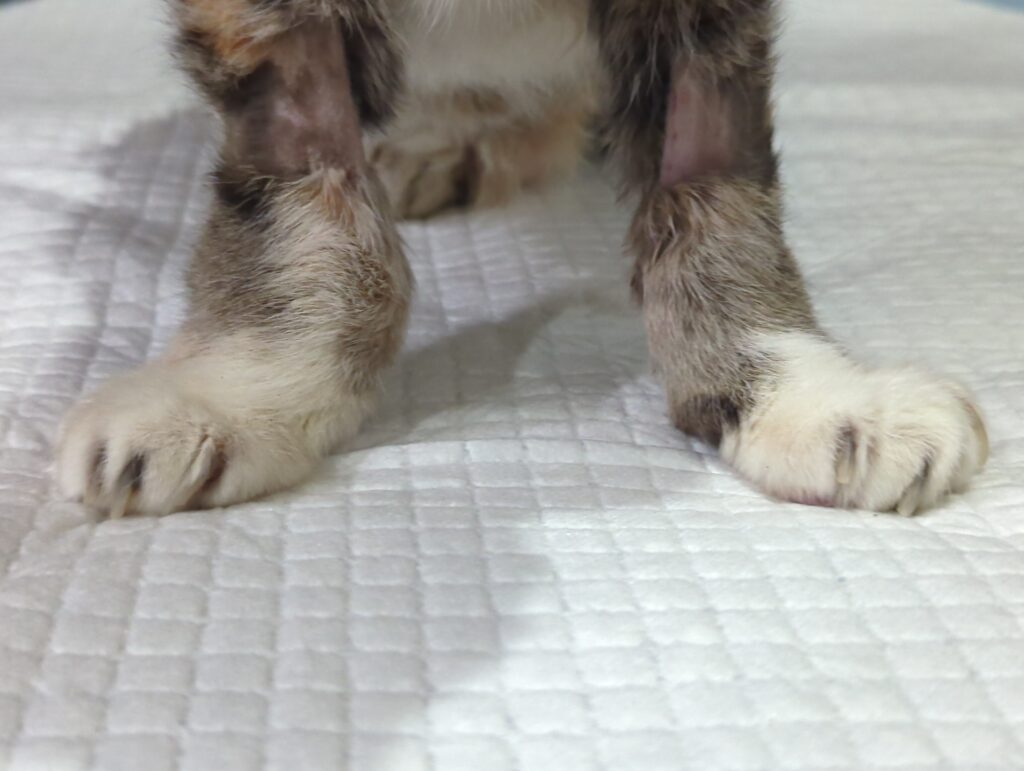 Remembering Rocky and Coco - vpets